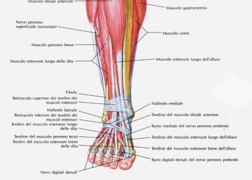La Terminologia Anatomica – Terminologia medica
