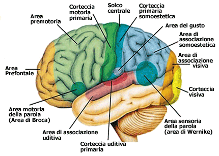 Terminologia dei disturbi neurologici – Terminologia medica